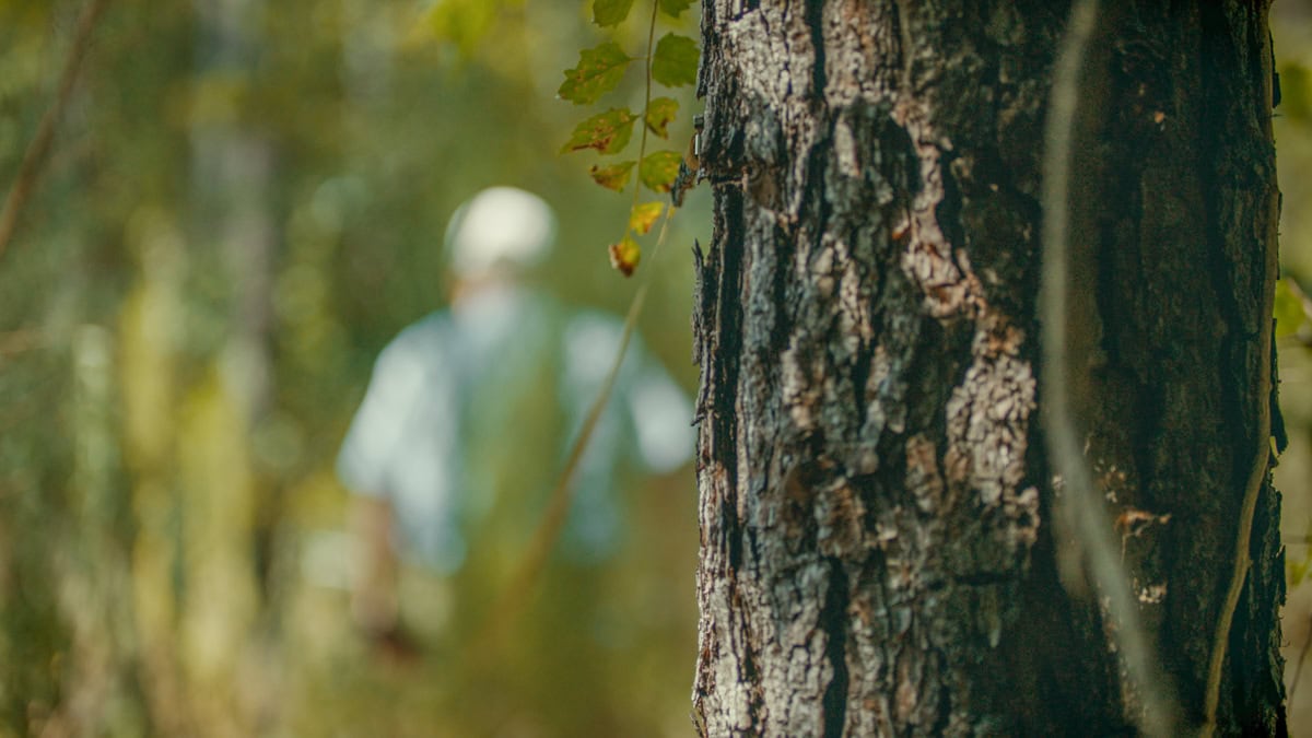 Should I Cut My Timber?